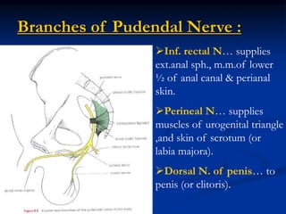 38-master-perineum 1 & 2 (Updated April 15).ppt