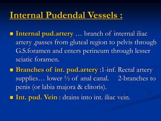 38-master-perineum 1 & 2 (Updated April 15).ppt
