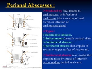 38-master-perineum 1 & 2 (Updated April 15).ppt