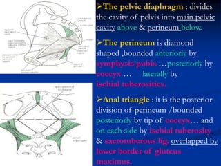 38-master-perineum 1 & 2 (Updated April 15).ppt