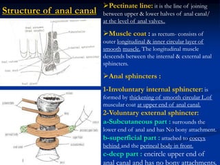 38-master-perineum 1 & 2 (Updated April 15).ppt