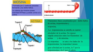 380296999 bioquimica-de-la-contraccion-uterina-2018 | PPTX