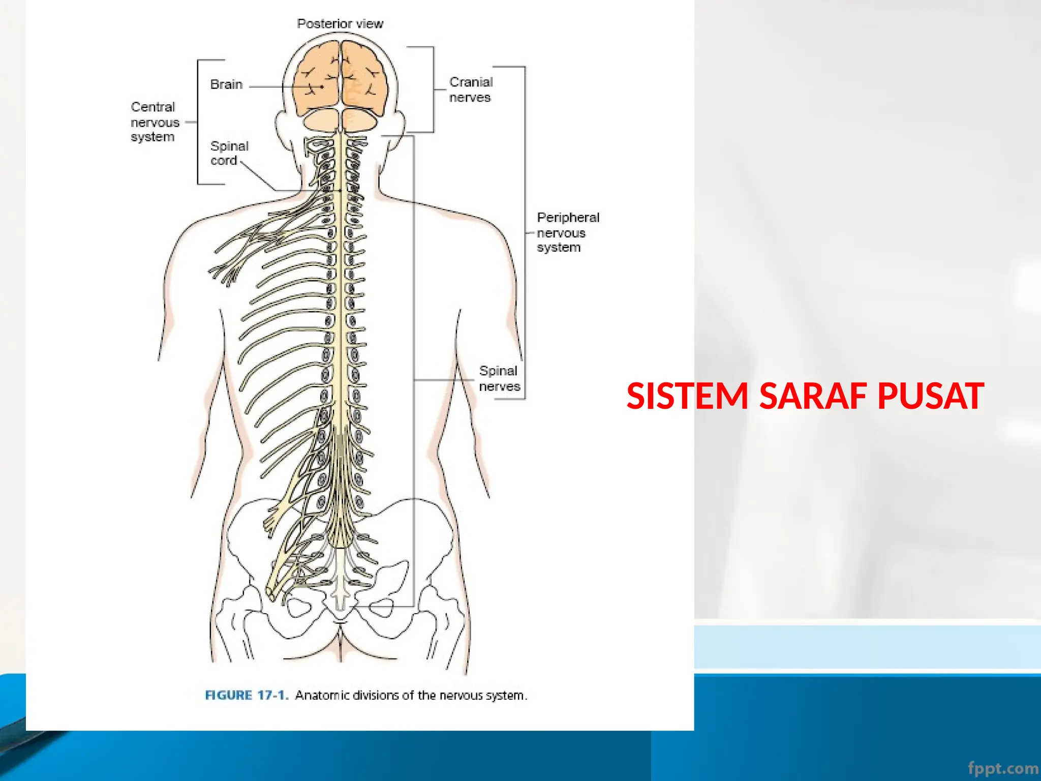 380496182-Farmakologi-Sistem-Saraf-Otonom-Ppt-New.pptx