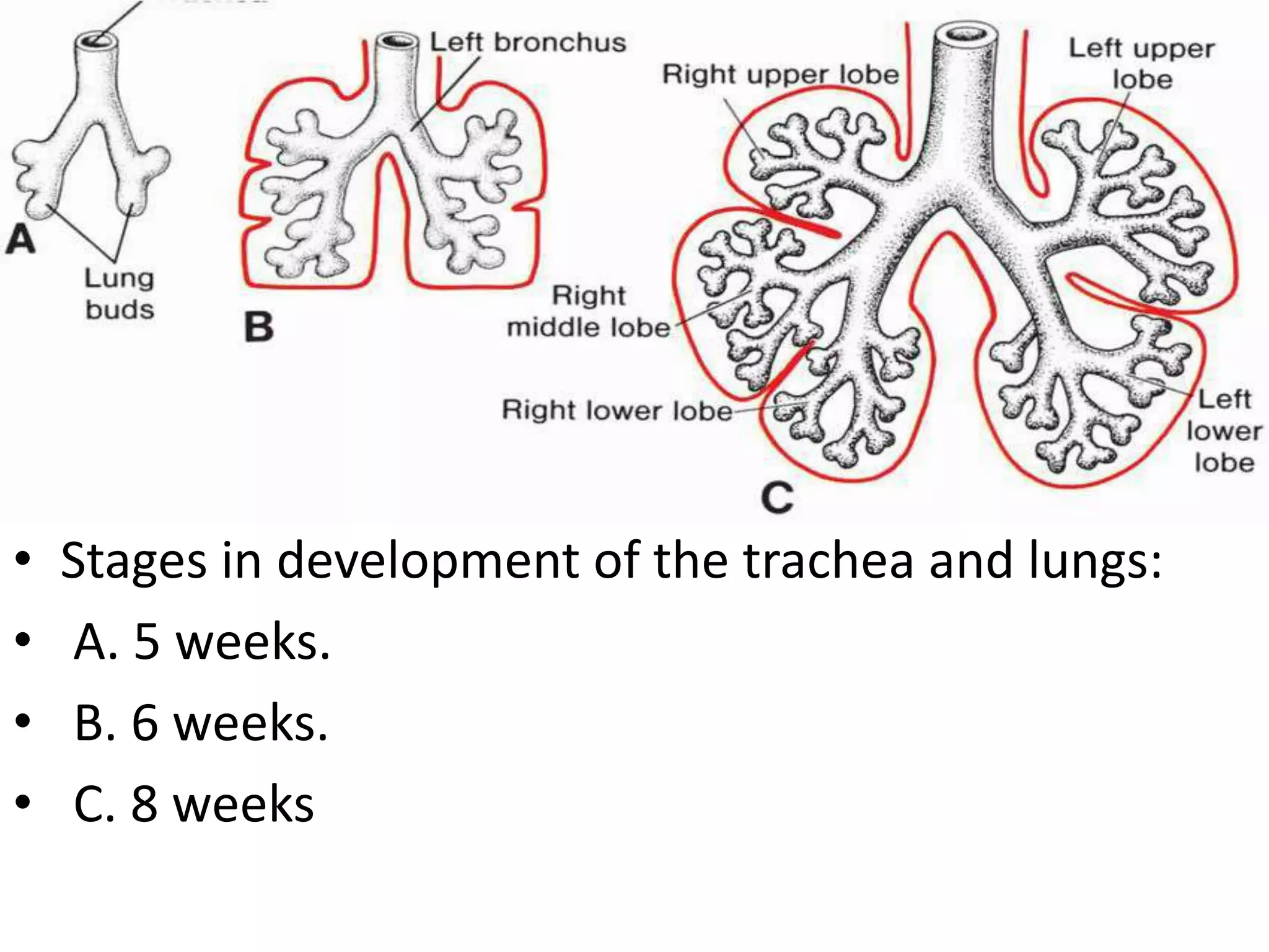 Development of Respiratory-system | PPTX