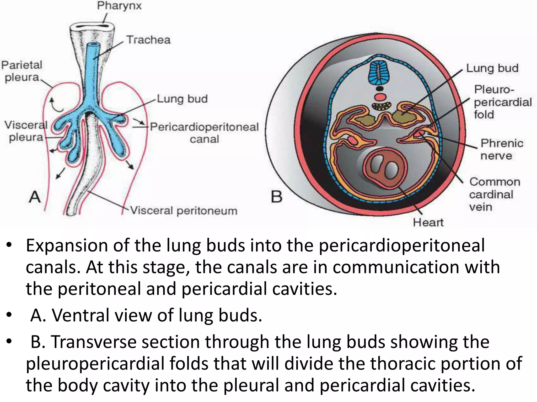 Development of Respiratory-system | PPTX
