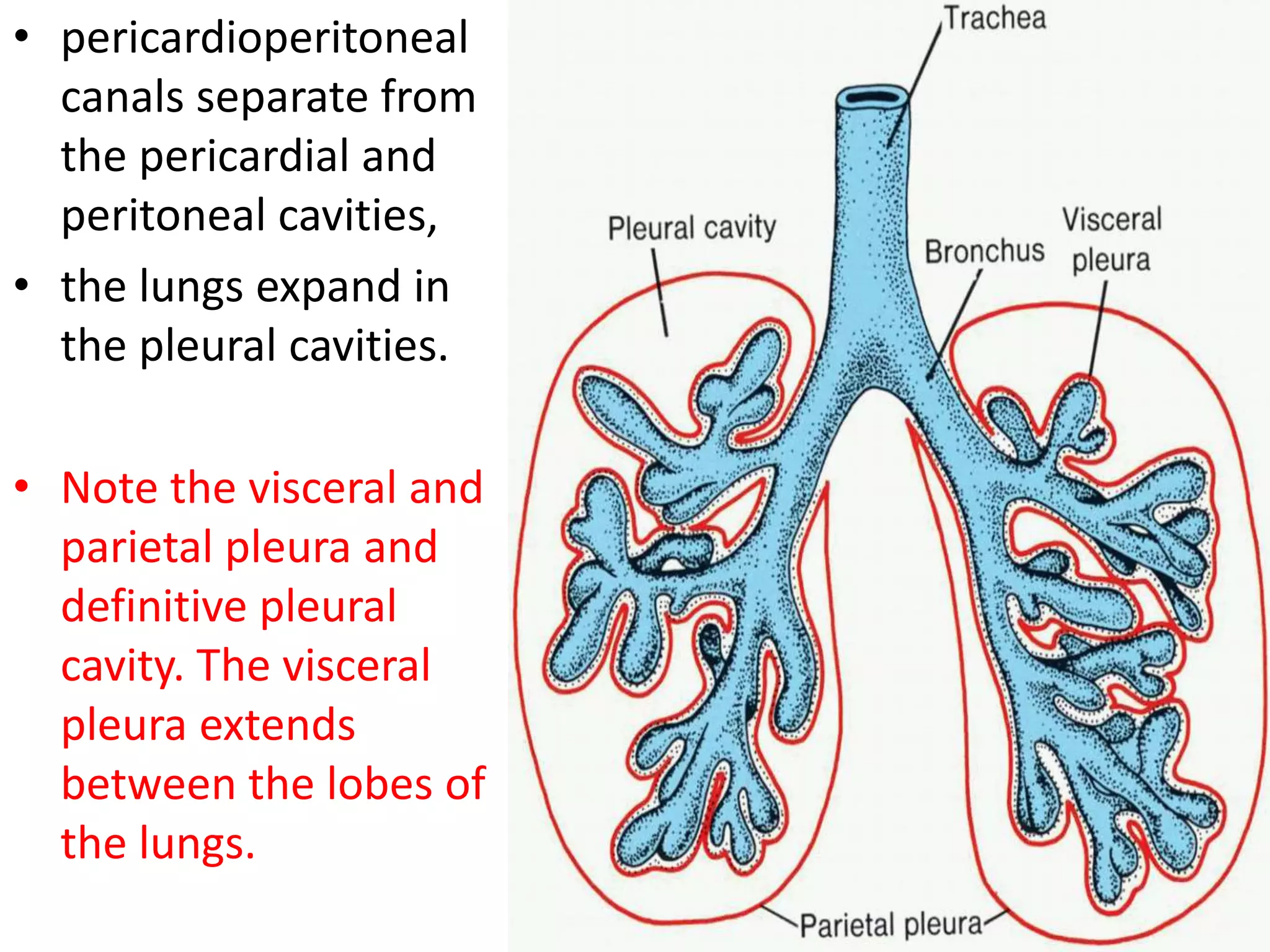 Development of Respiratory-system | PPTX