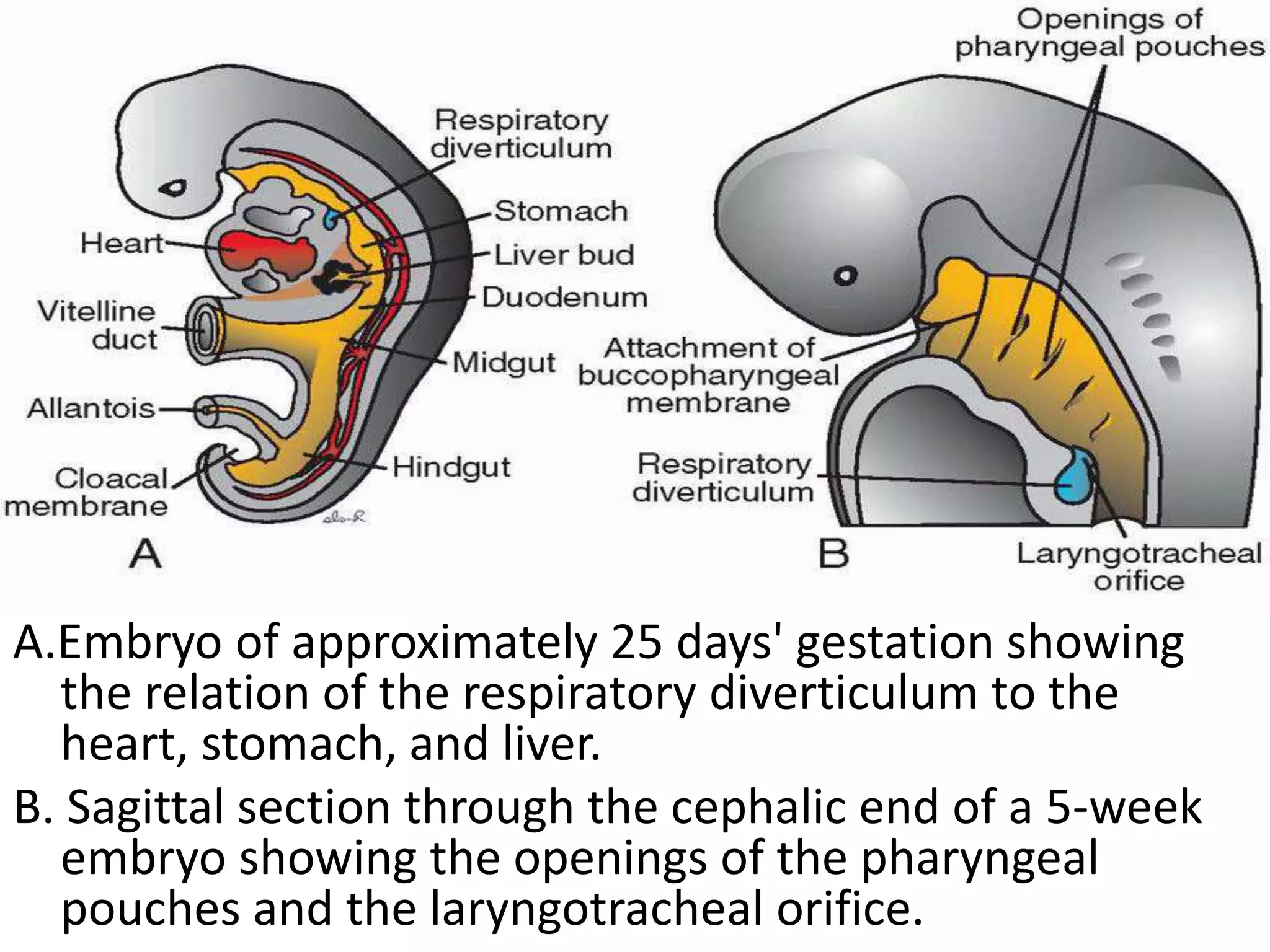 Development of Respiratory-system | PPTX