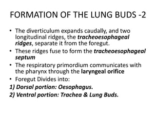 Development of Respiratory-system | PPTX