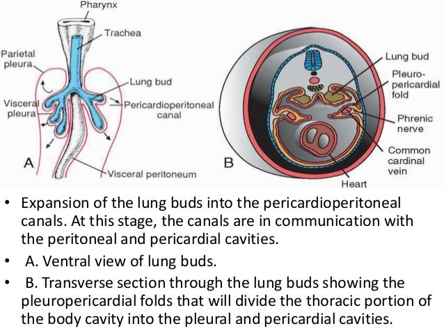 Development of Respiratory-system