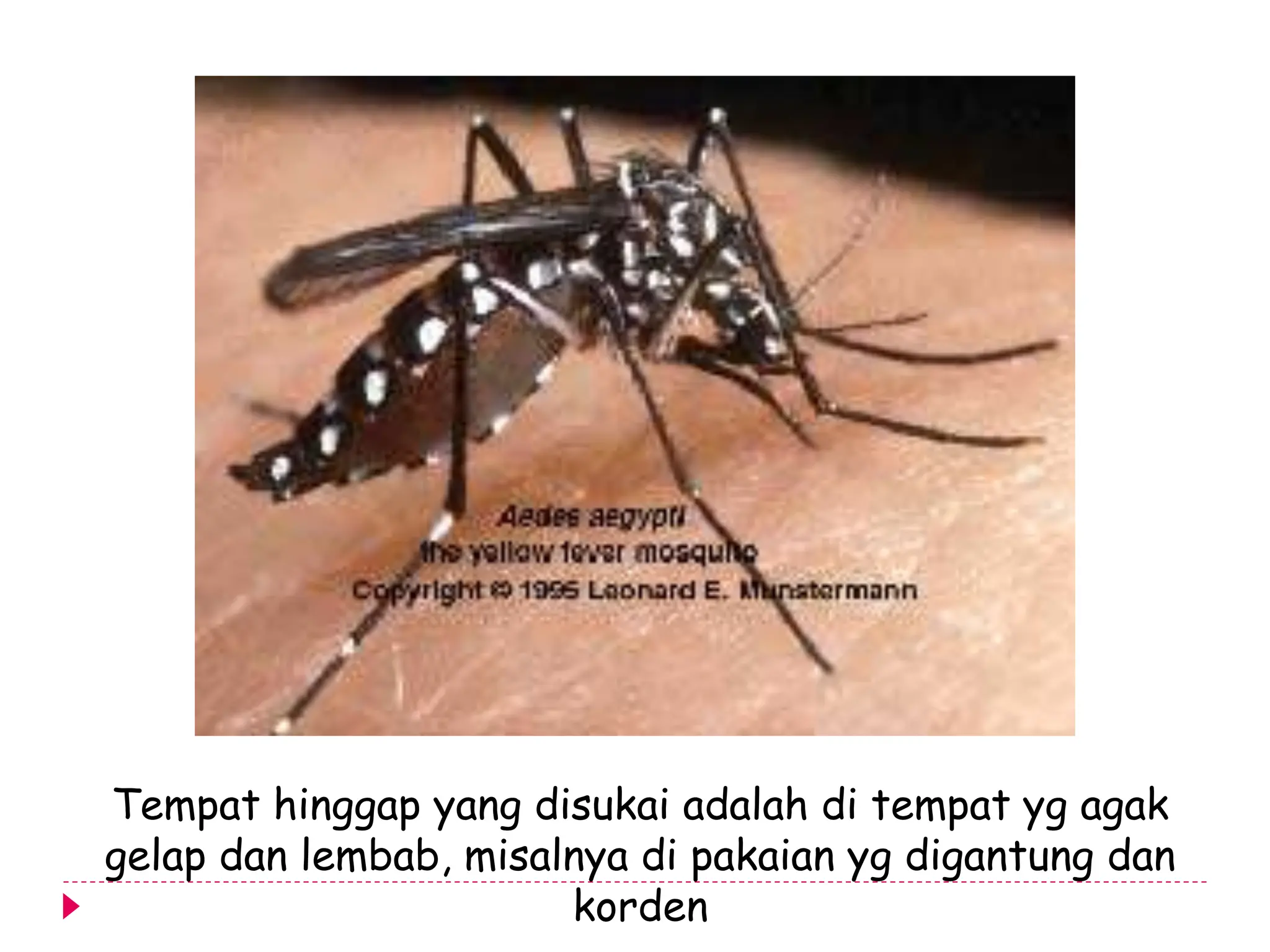 Penyuluhan Demam Berdarah Darah Dengue.ppt