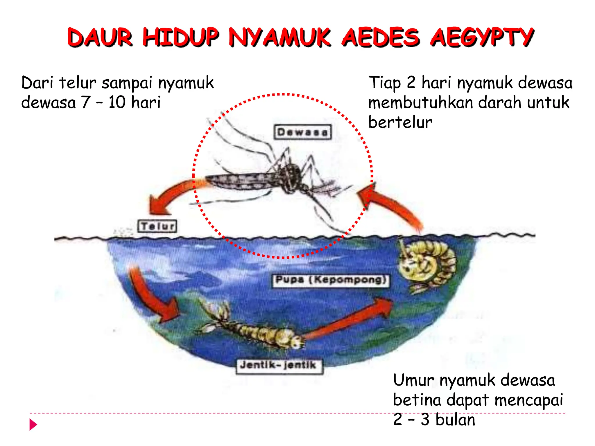 Penyuluhan Demam Berdarah Darah Dengue.ppt