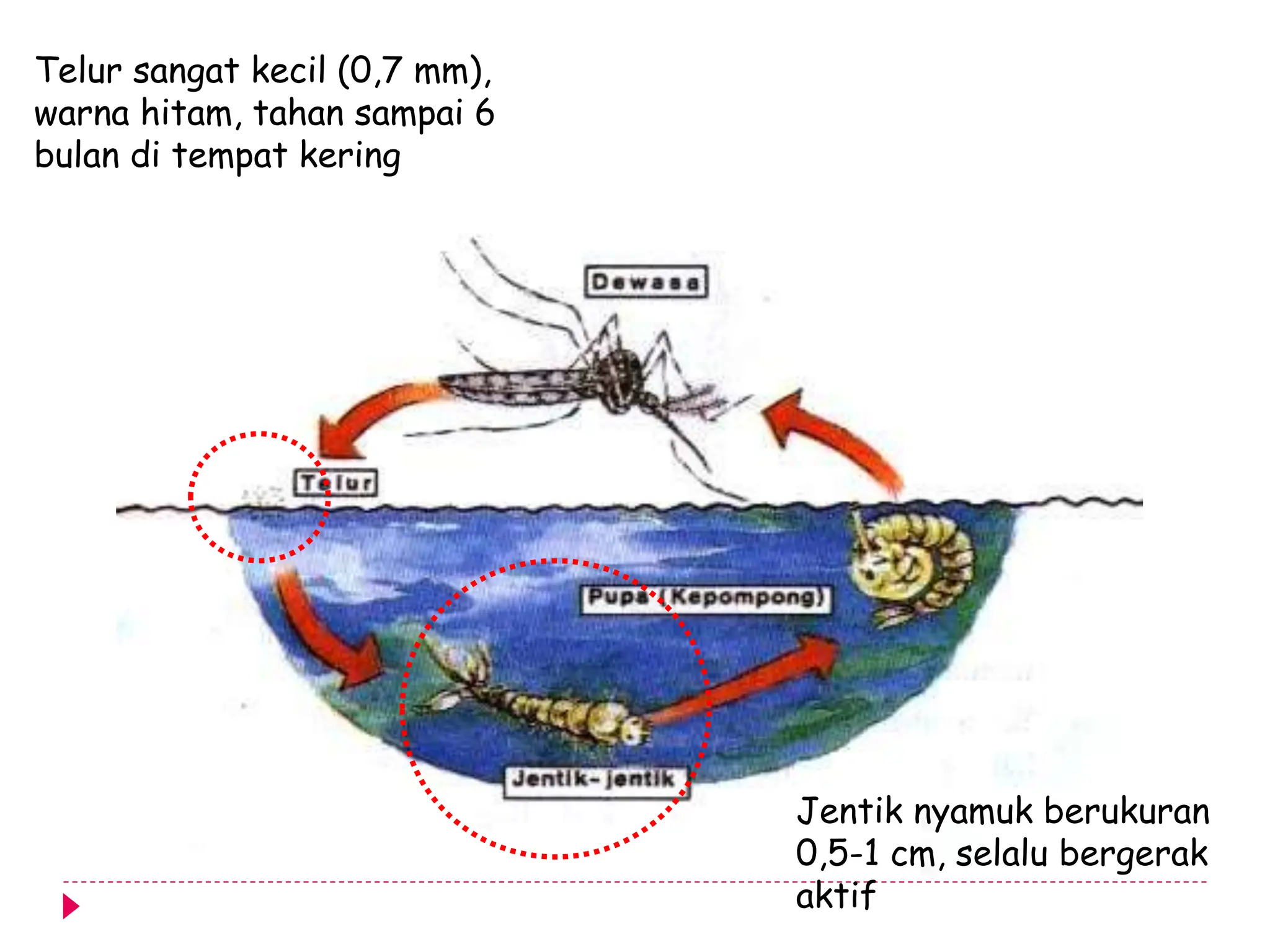 Penyuluhan Demam Berdarah Darah Dengue.ppt