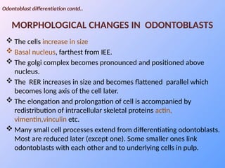 Dentinogenesis and their functional characterization.pptx