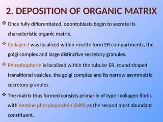 Dentinogenesis and their functional characterization.pptx