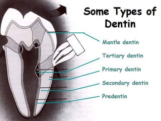 Dentinogenesis and their functional characterization.pptx