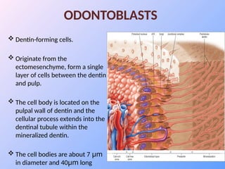 Dentinogenesis and their functional characterization.pptx