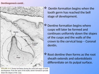 Dentinogenesis and their functional characterization.pptx