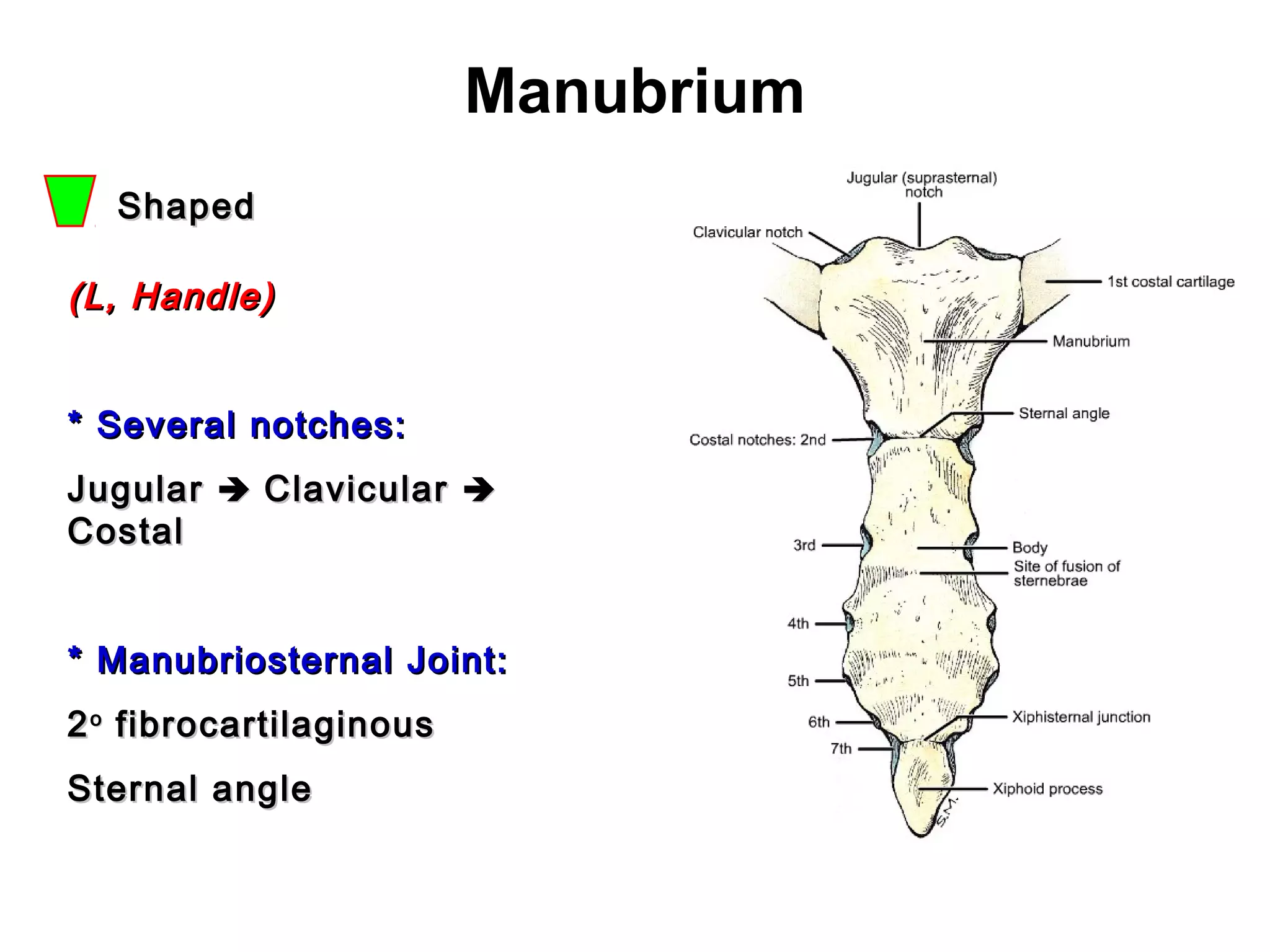 anatomy-lecture-3-thoracic-wall-1-slides | PPT