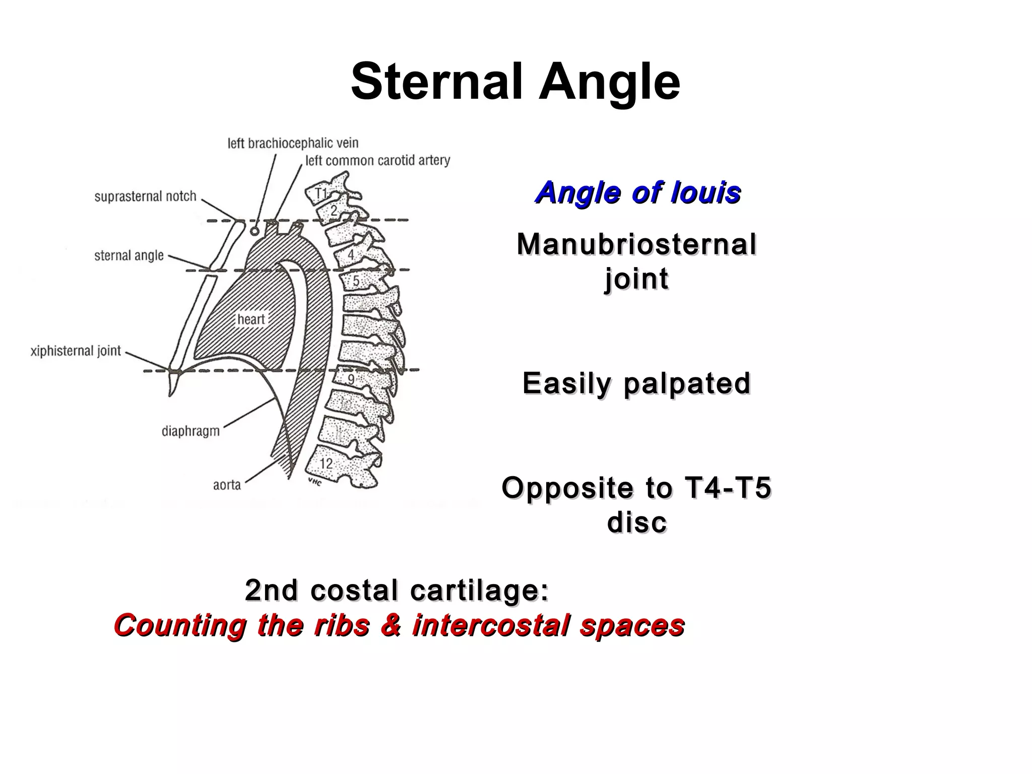 anatomy-lecture-3-thoracic-wall-1-slides | PPT