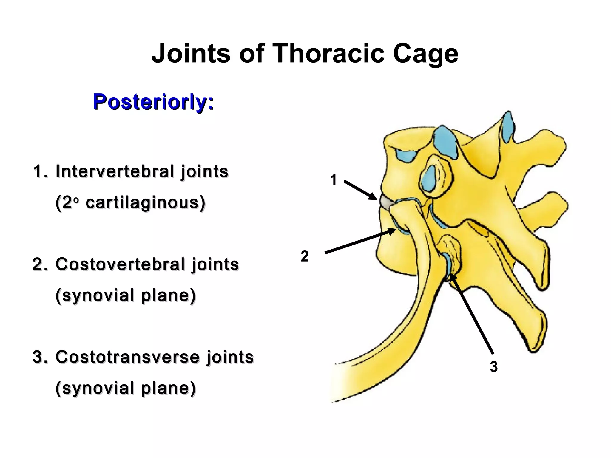 anatomy-lecture-3-thoracic-wall-1-slides | PPT