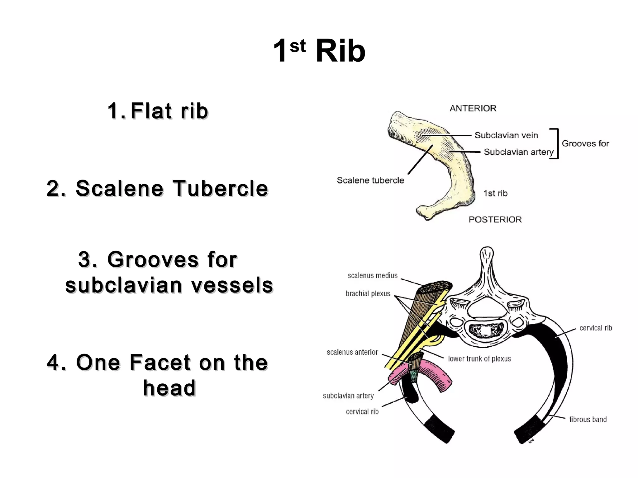 anatomy-lecture-3-thoracic-wall-1-slides | PPT