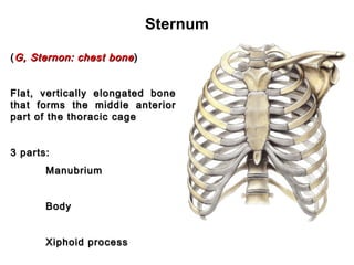 anatomy-lecture-3-thoracic-wall-1-slides | PPT