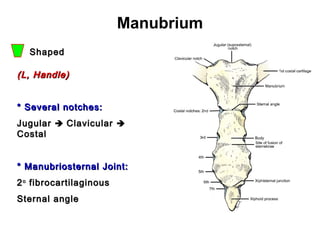 anatomy-lecture-3-thoracic-wall-1-slides | PPT