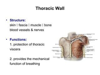 anatomy-lecture-3-thoracic-wall-1-slides | PPT