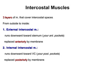 anatomy-lecture-3-thoracic-wall-1-slides | PPT
