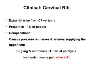 anatomy-lecture-3-thoracic-wall-1-slides | PPT