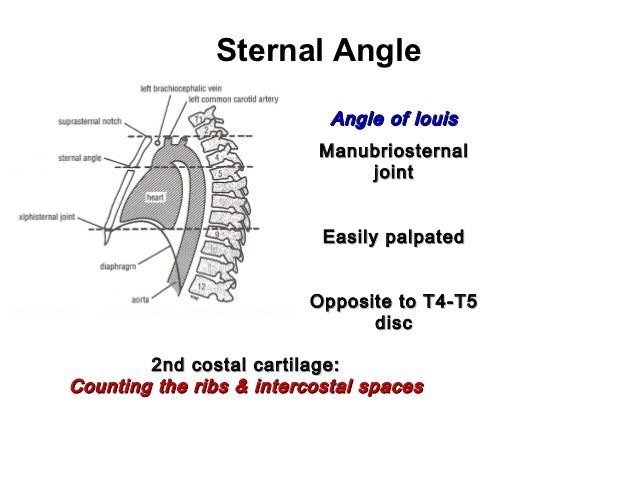 anatomy-lecture-3-thoracic-wall-1-slides