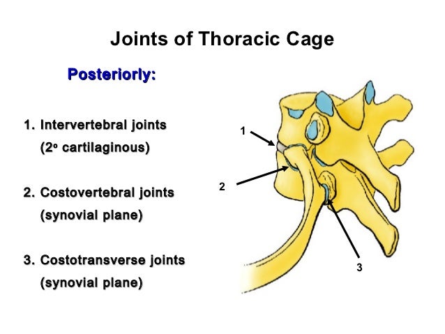 anatomy-lecture-3-thoracic-wall-1-slides