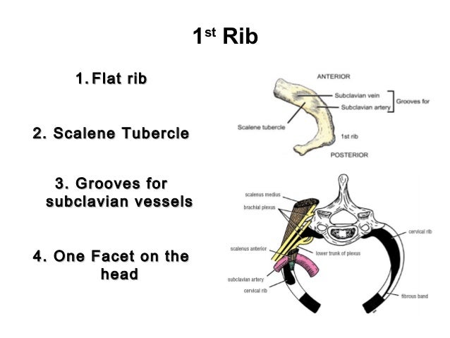 anatomy-lecture-3-thoracic-wall-1-slides