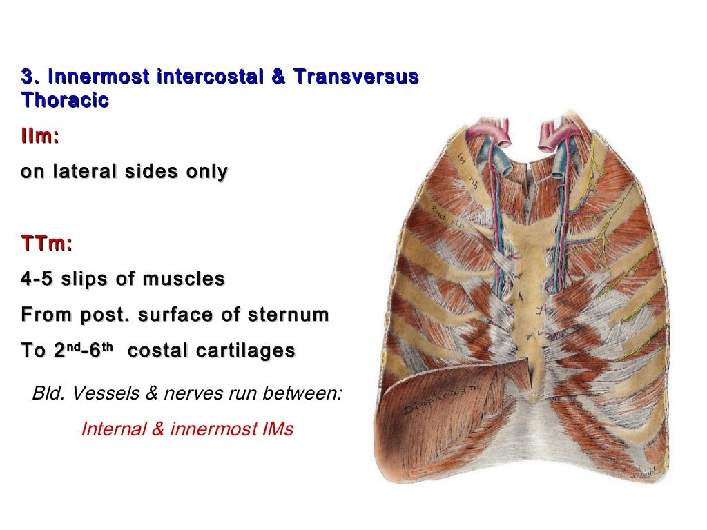 Thoracic Wall Diagram World Of Reference