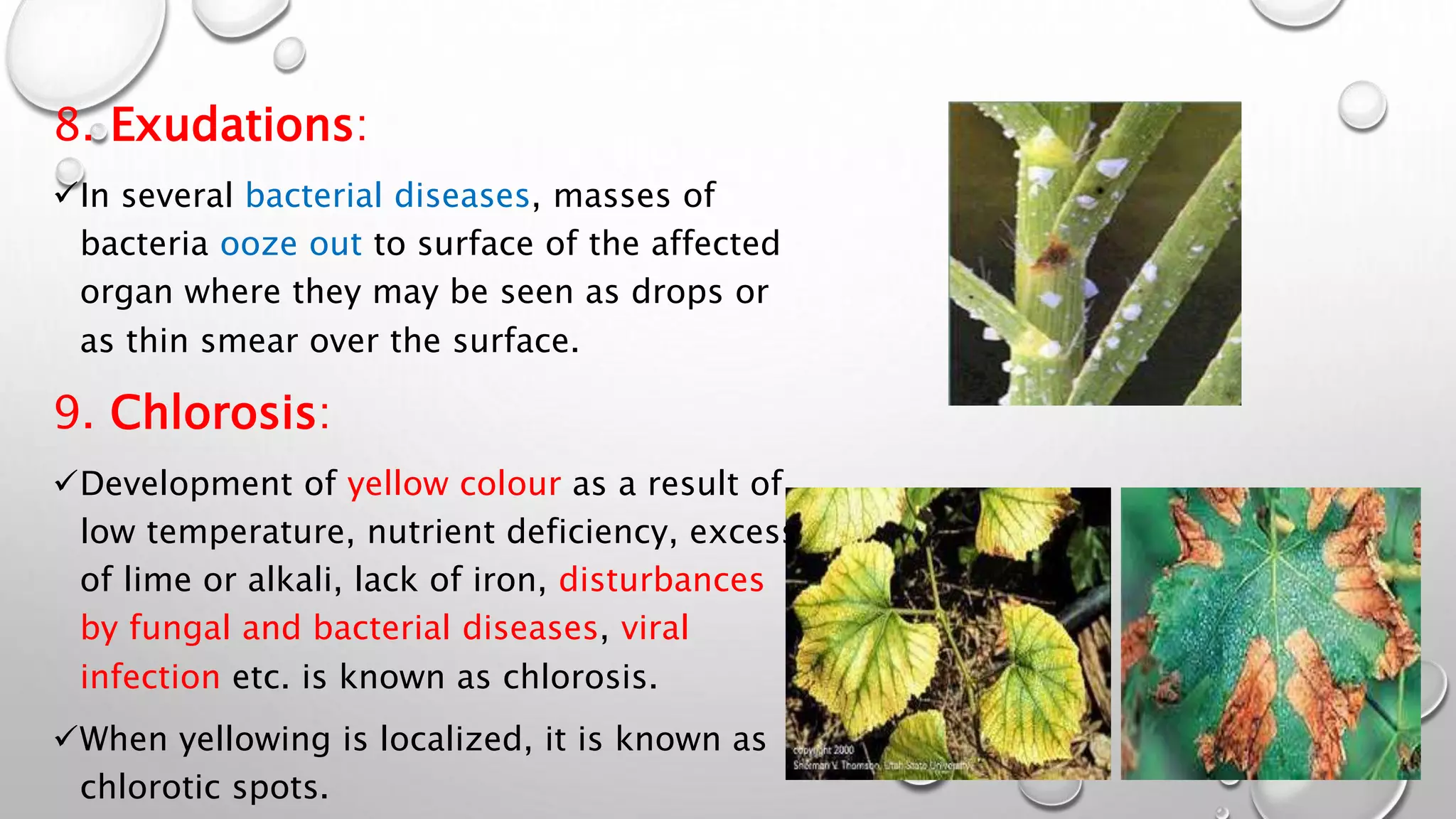 387005224-Plant-Diseases-Lec-1-2-pptx.pptx