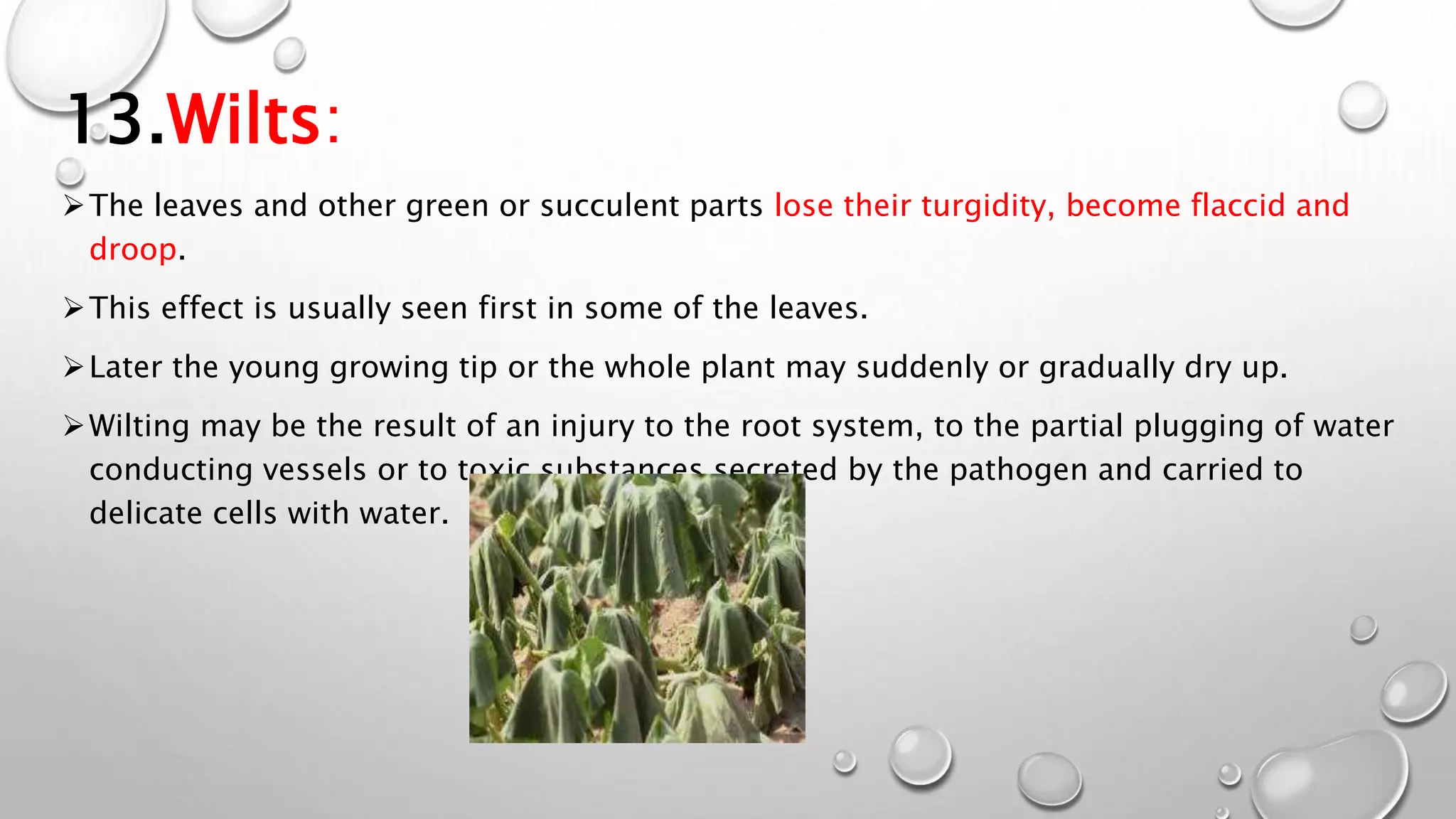 387005224-Plant-Diseases-Lec-1-2-pptx.pptx