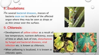 387005224-Plant-Diseases-Lec-1-2-pptx.pptx