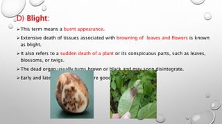 387005224-Plant-Diseases-Lec-1-2-pptx.pptx