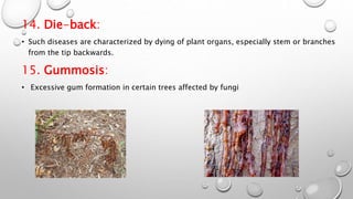 387005224-Plant-Diseases-Lec-1-2-pptx.pptx