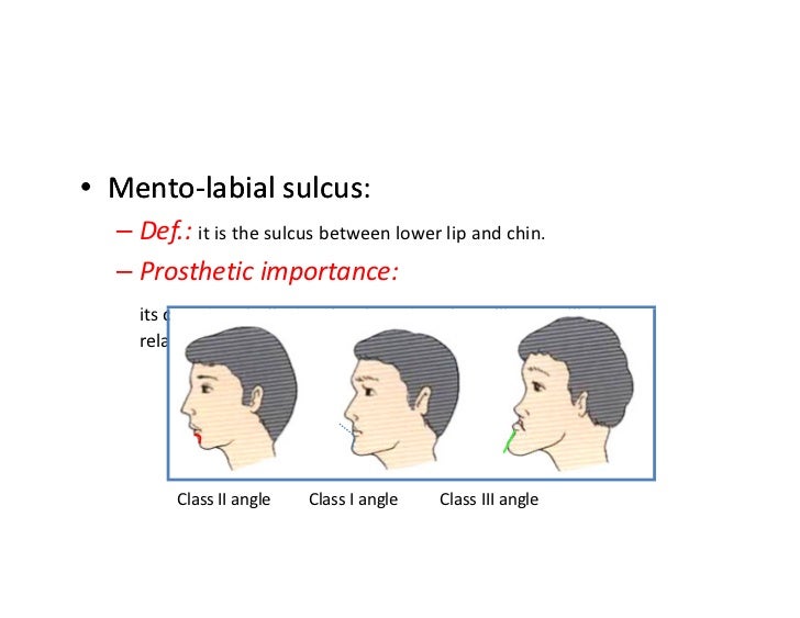 anatomy-for-complete-denture