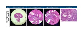 388440344-Tissues-Anaphy GEENERAL HISTOLOGY.pdf