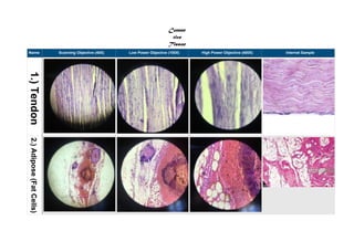 388440344-Tissues-Anaphy GEENERAL HISTOLOGY.pdf