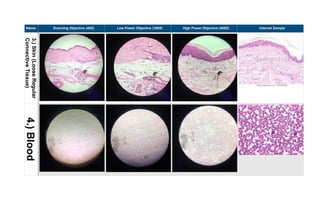388440344-Tissues-Anaphy GEENERAL HISTOLOGY.pdf