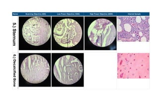 388440344-Tissues-Anaphy GEENERAL HISTOLOGY.pdf