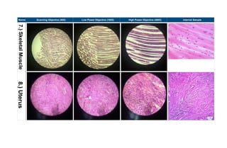 388440344-Tissues-Anaphy GEENERAL HISTOLOGY.pdf