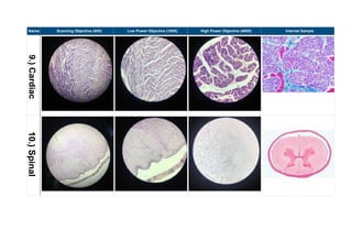 388440344-Tissues-Anaphy GEENERAL HISTOLOGY.pdf