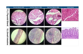 388440344-Tissues-Anaphy GEENERAL HISTOLOGY.pdf