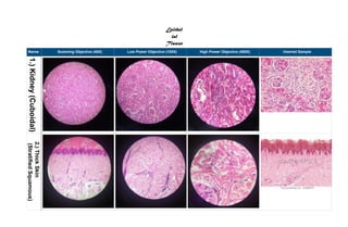 388440344-Tissues-Anaphy GEENERAL HISTOLOGY.pdf