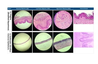 388440344-Tissues-Anaphy GEENERAL HISTOLOGY.pdf