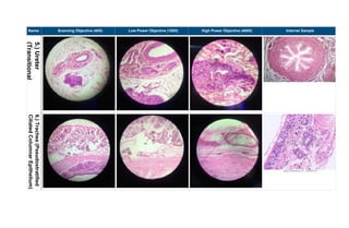 388440344-Tissues-Anaphy GEENERAL HISTOLOGY.pdf